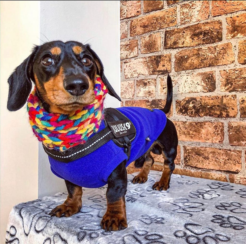 Skittles Rainbow Knitted Dog Snood - Harry and Ginny Designs